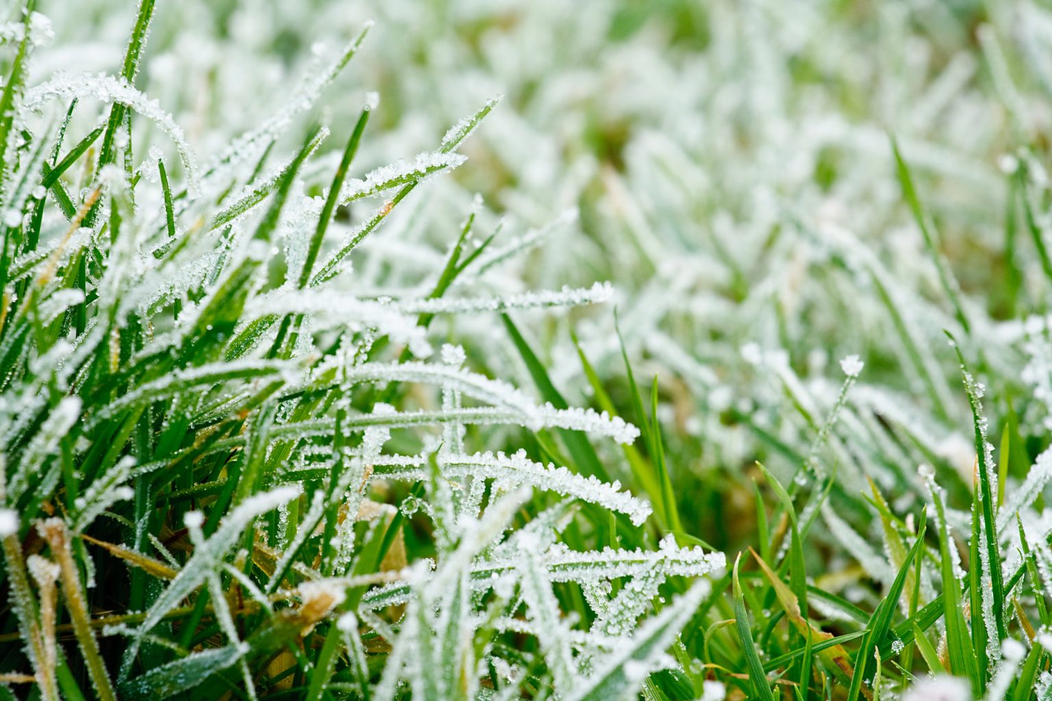 7 Winter Lawn Myths: Debunking Cold Weather Lawn Care Fallacies - Lawn ...