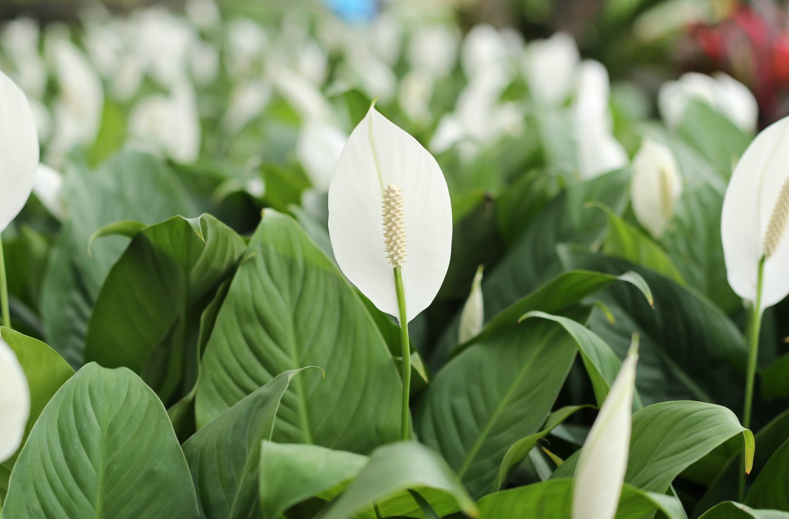 What Are The Disadvantages Of The Peace Lily? Common Drawbacks To ...