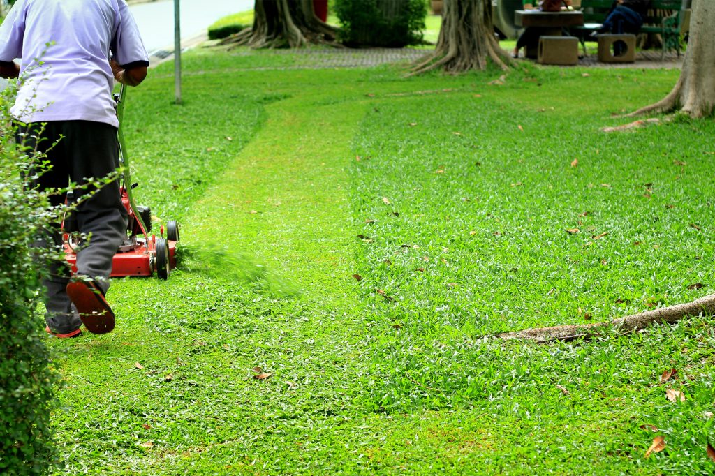 Mulching vs. Bagging Grass Clippings: What's Best For Spring Lawn ...