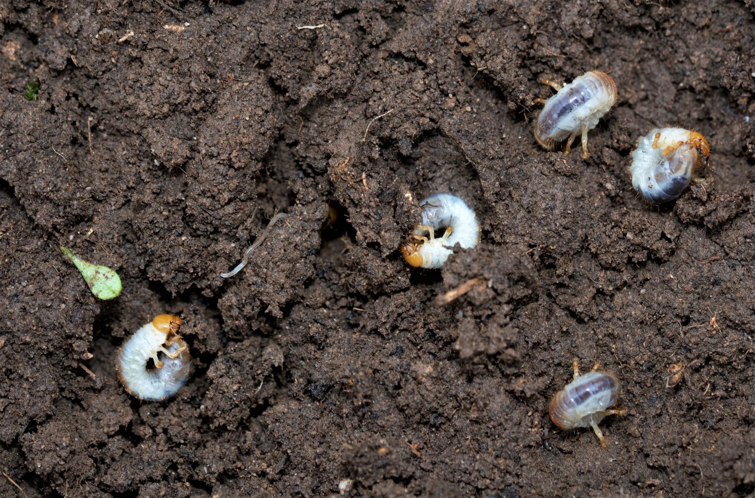 Why Chafer Grubs Wreck Summer Lawns and Birds Make the Damage Worse ...