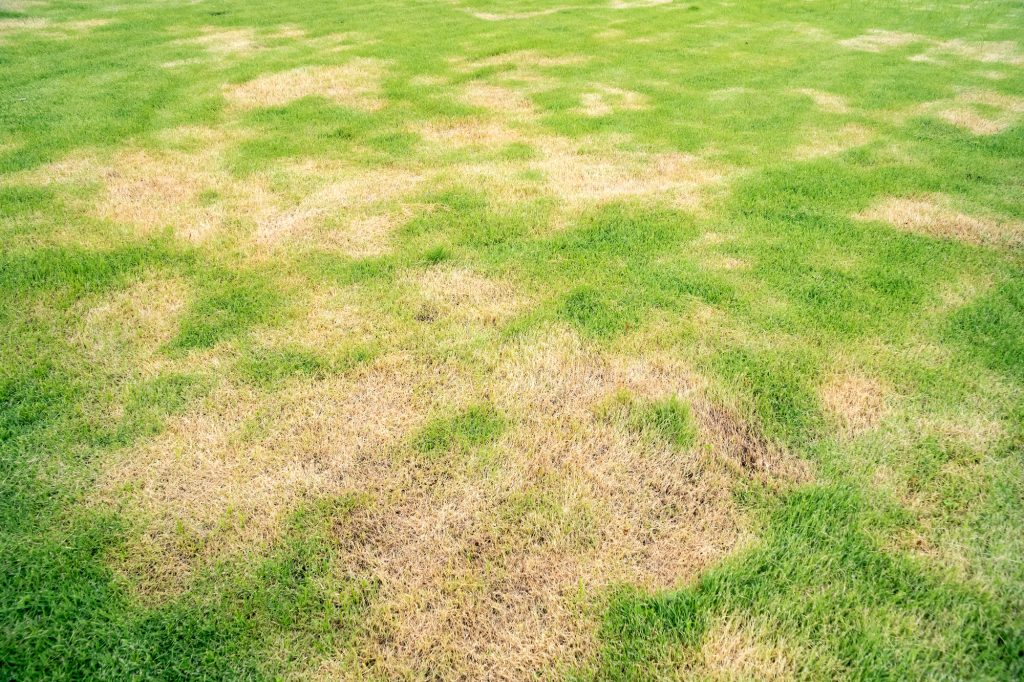 How to Spot Take-All Patch Before It Kills Grass in Spreading Rings ...