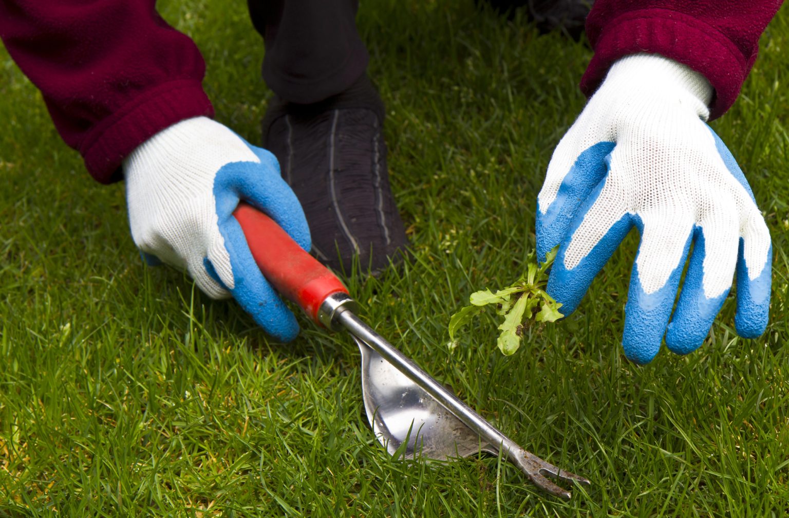 How to Control Lawn Weeds Safely Around Children and Pets - Lawn and Mowers