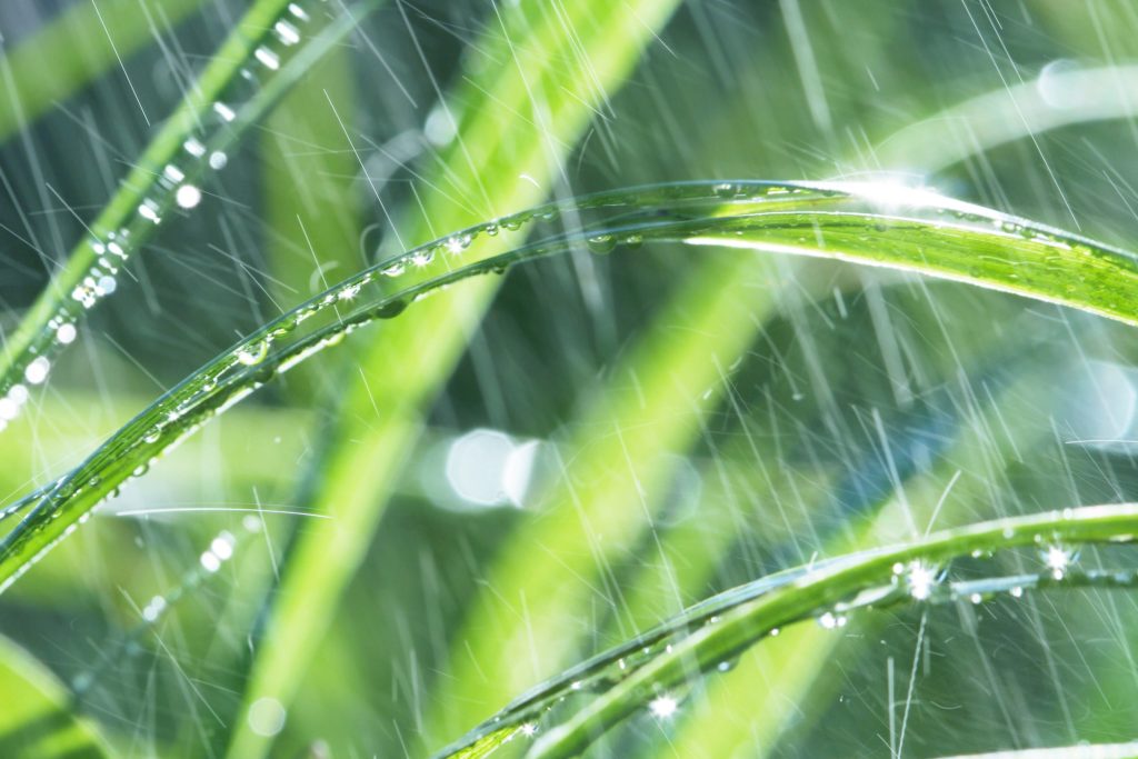 Why Grass Grows Faster After Rain Than After Watering - Lawn and Mowers